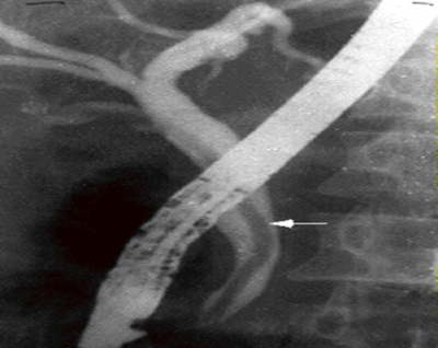 Internet Scientific Publications